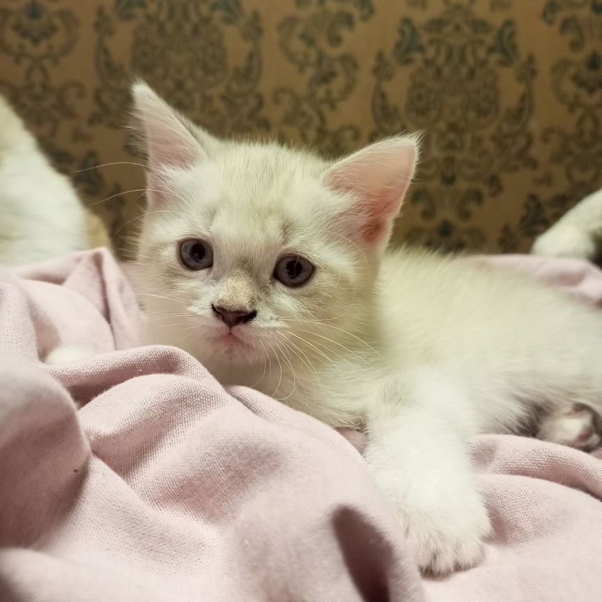 Котенок Сноу шу