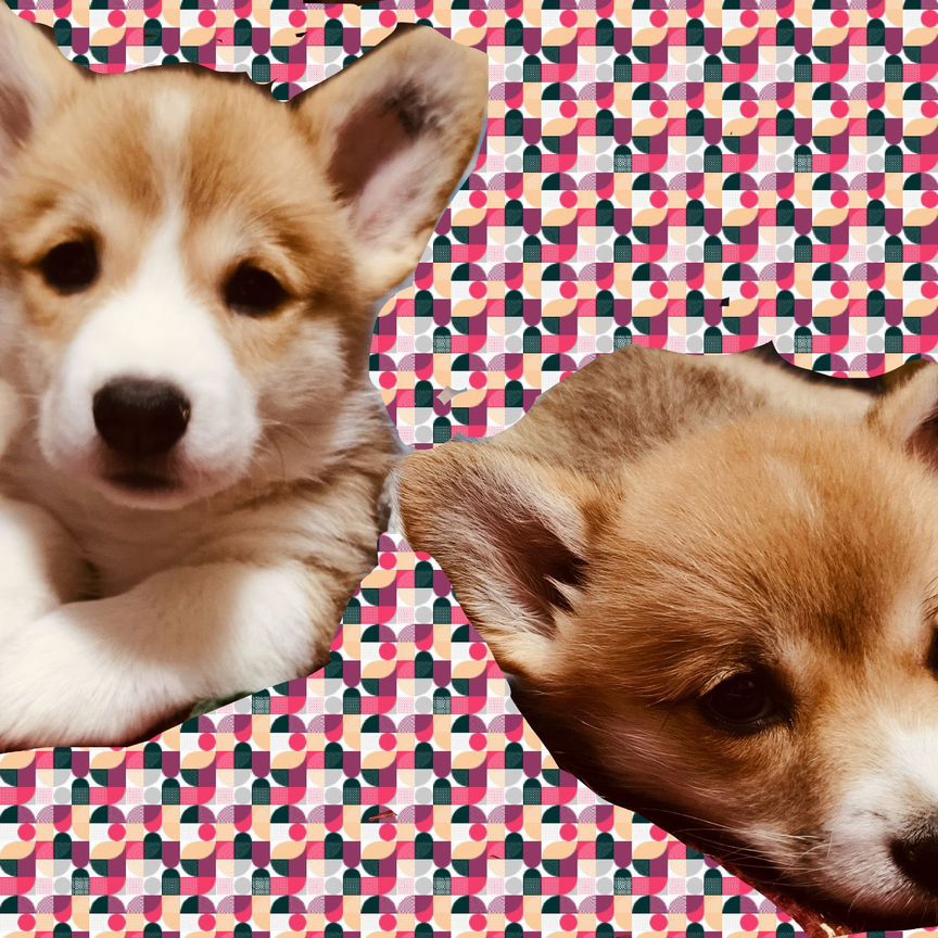 Вельш-корги пемброк