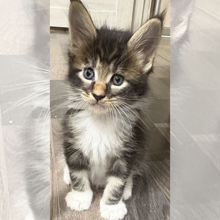 Мейн-кун котёнок