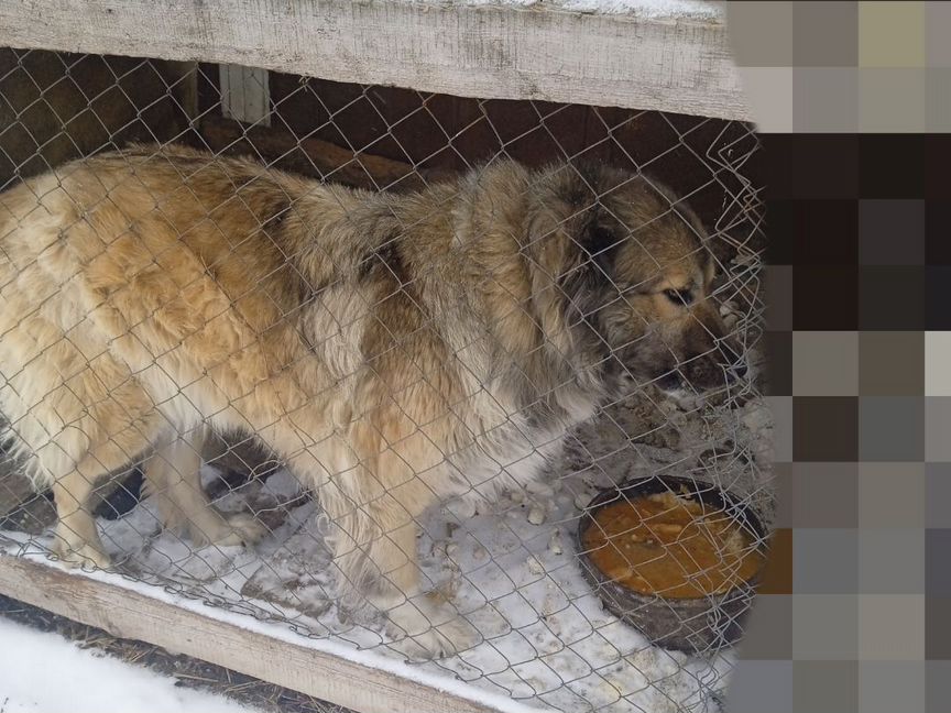 Смесь Алабай и Кавказская овчарка