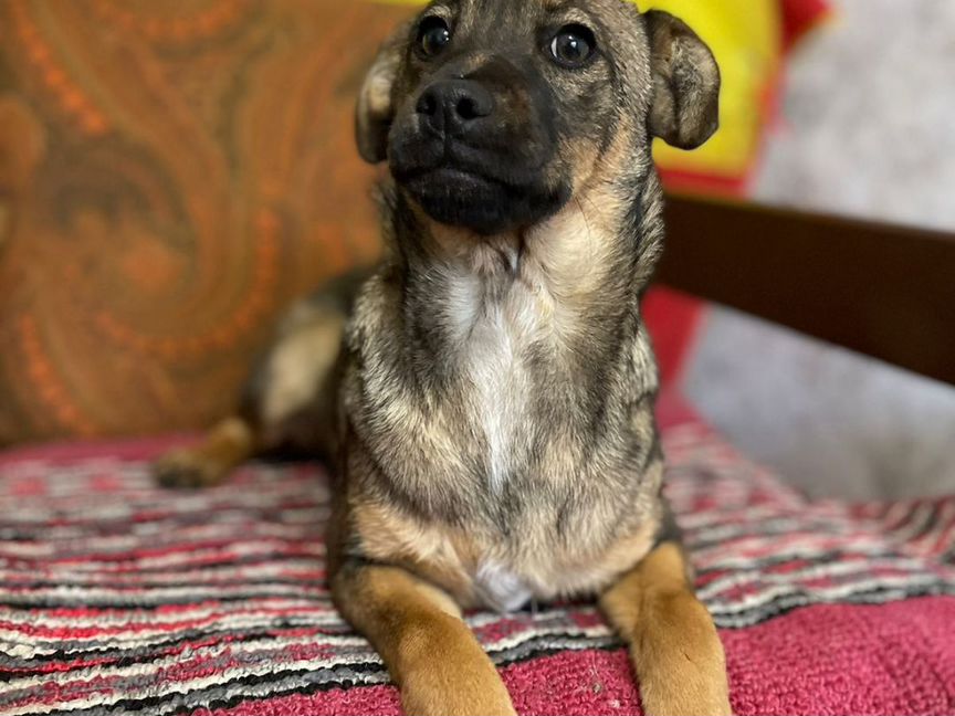 Маленькая девочка в добрые руки