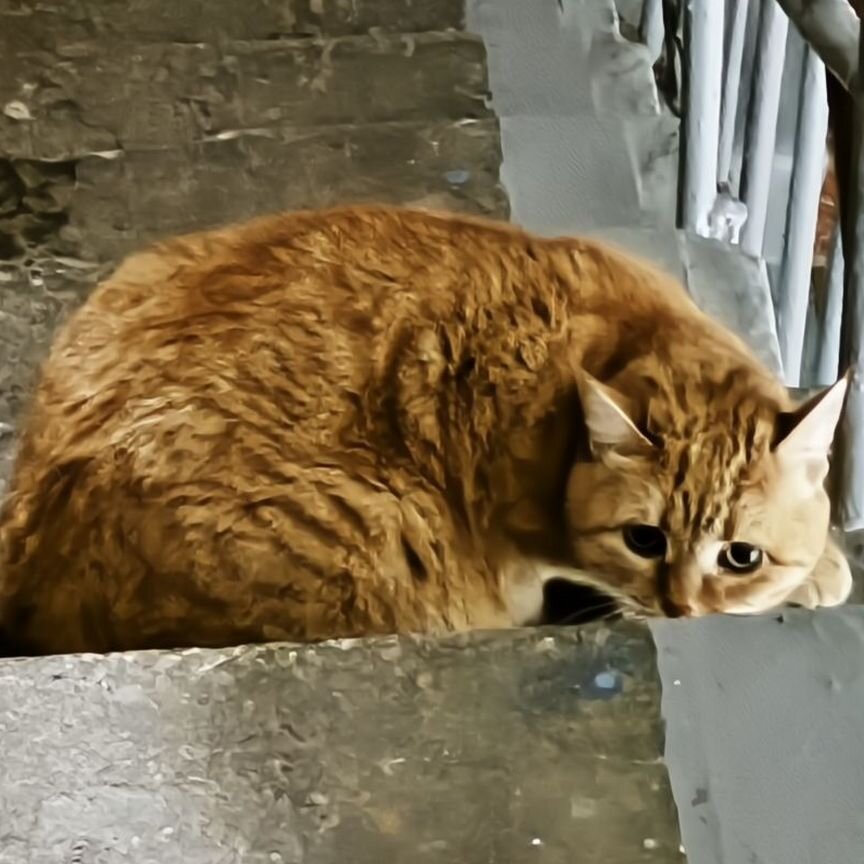 Взрослая, кошка в добрые руки