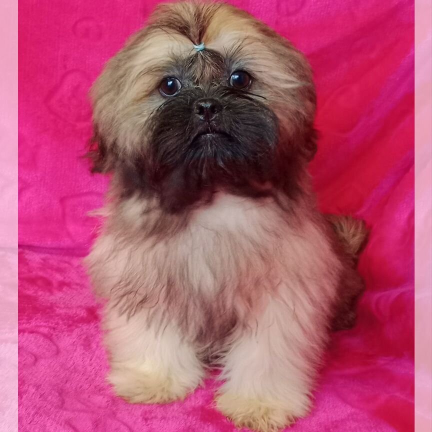 Ши-тцу, щенок