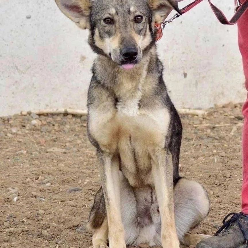 Собака в добрые руки