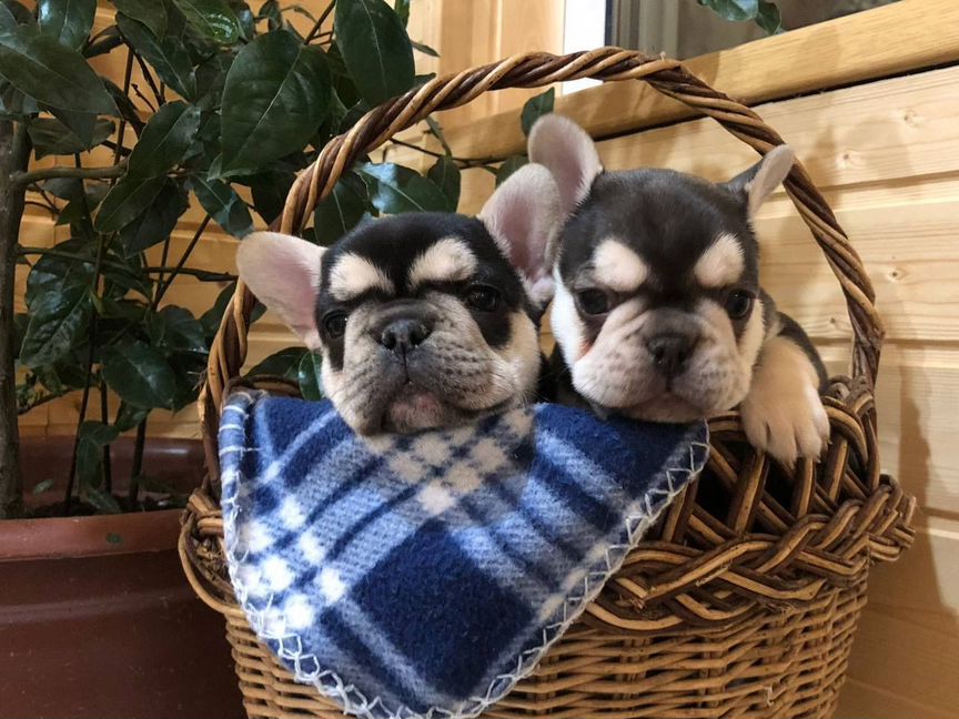 Французский бульдог