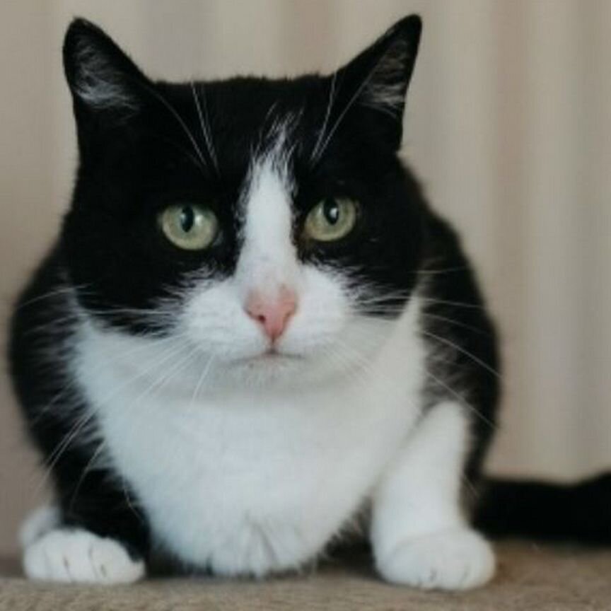 Взрослый кот в добрые руки