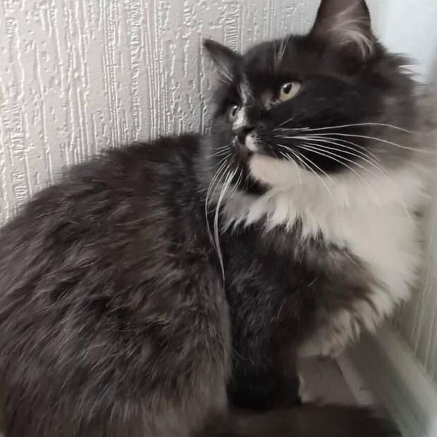 Котенок Лапик