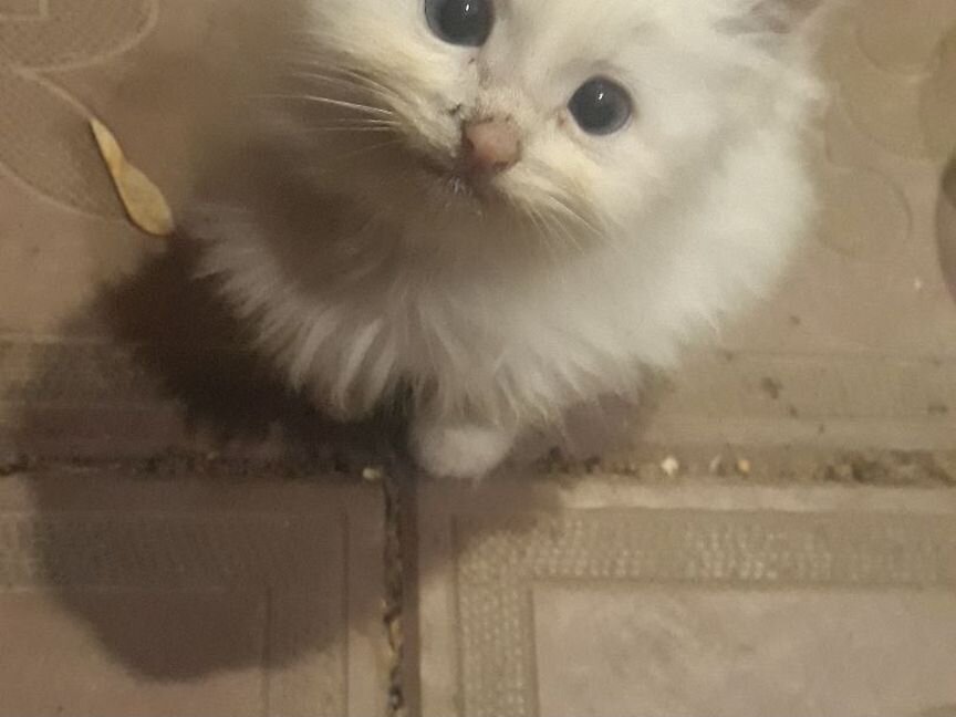 Котята в добрые руки даром