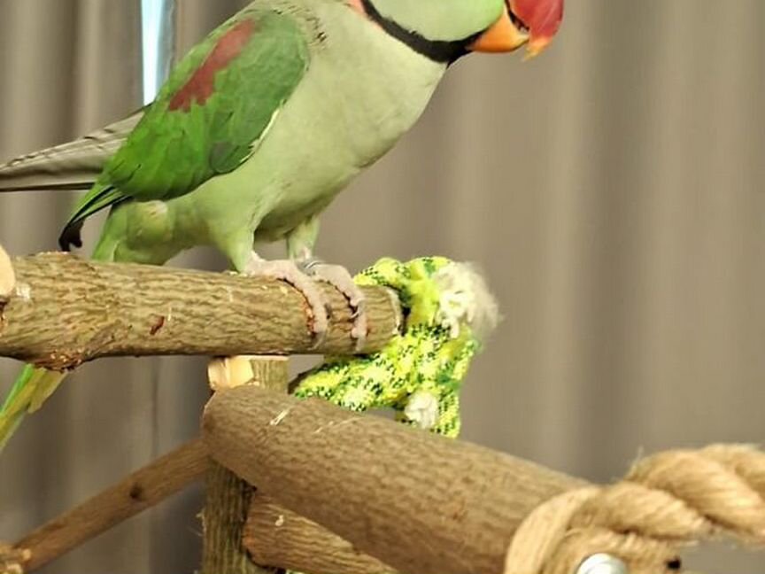 Александрийский попугай самец