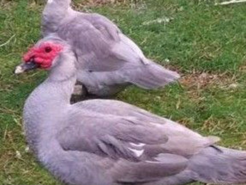 Индоутки лаванда