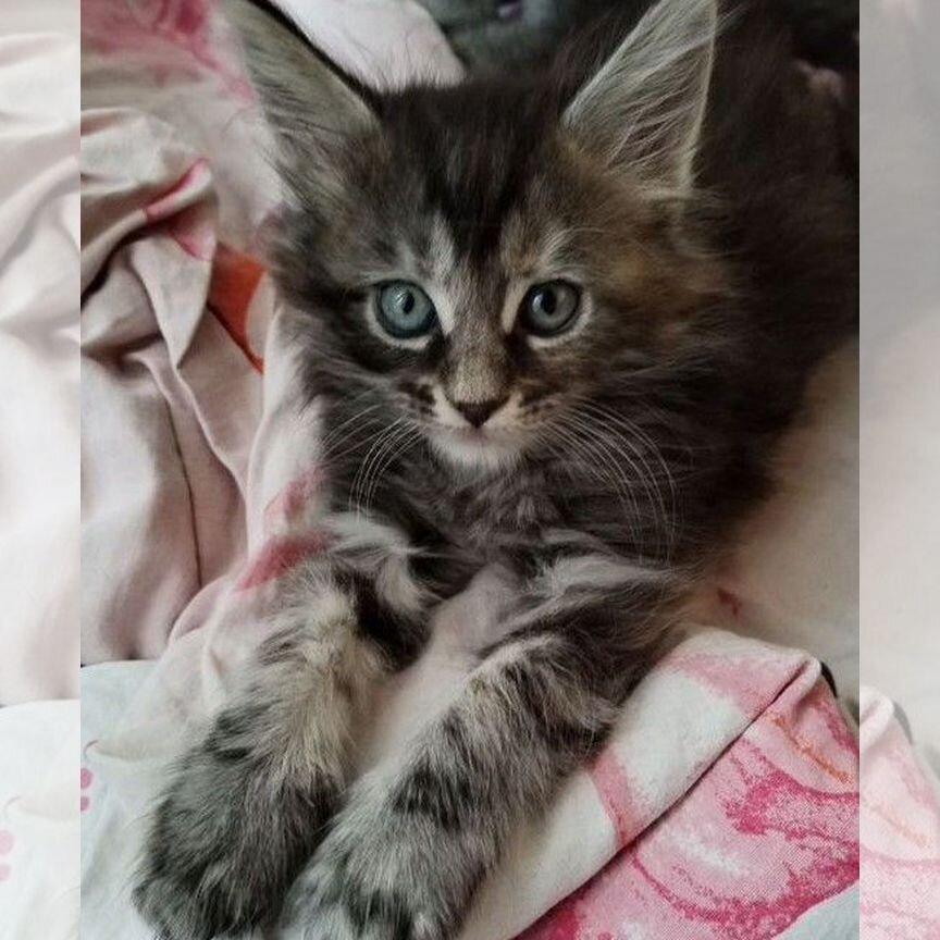 Мейн-кун котёнок