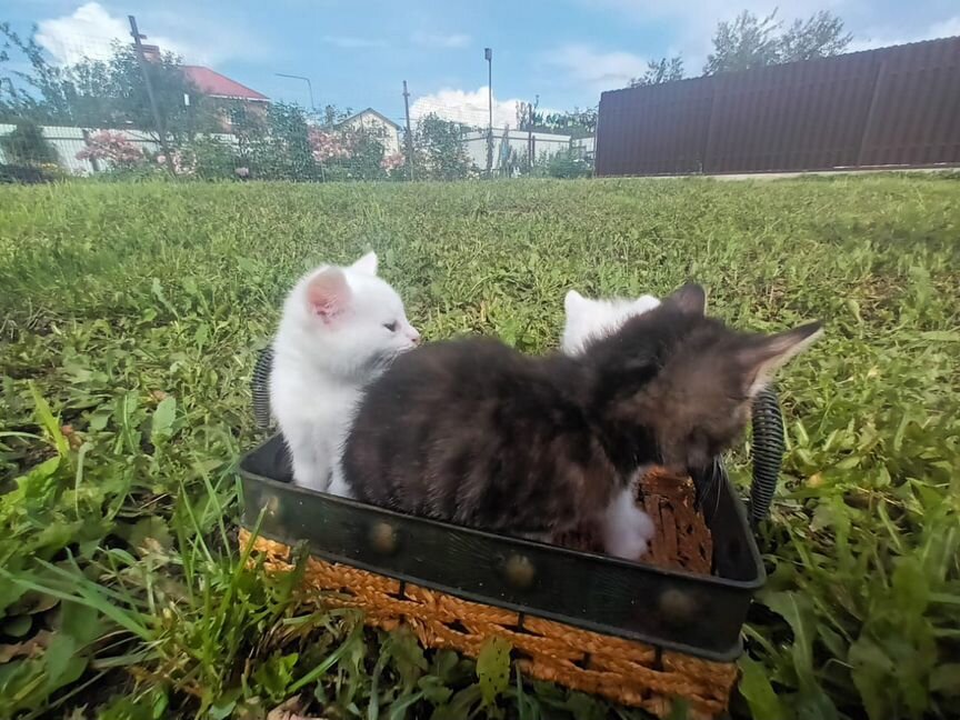 Котята в добрые руки