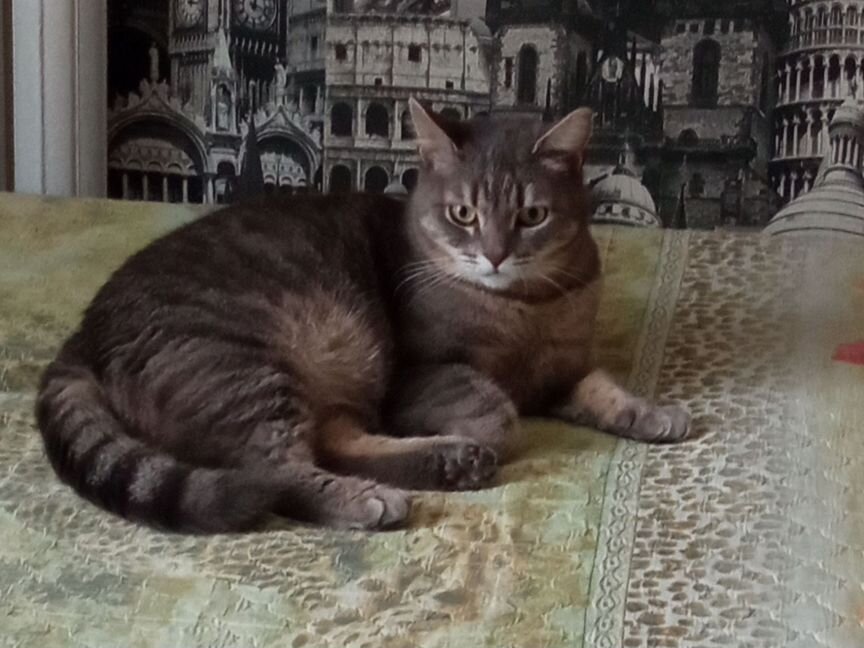 Кошка мышеловка, лечебная