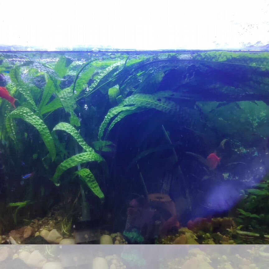 Криптокорина апоногетонолистная