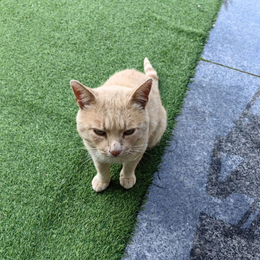 Пристроить кота