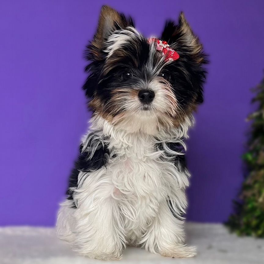 Бивер-йоркширский терьер, щенок