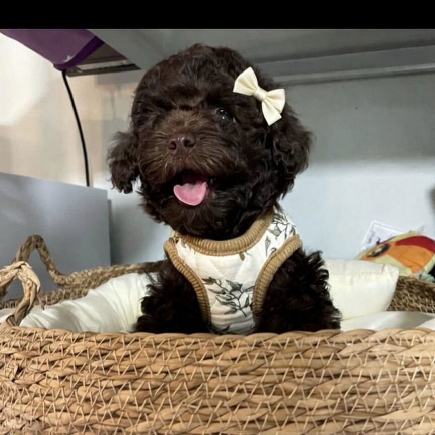 Той-пудель, щенок