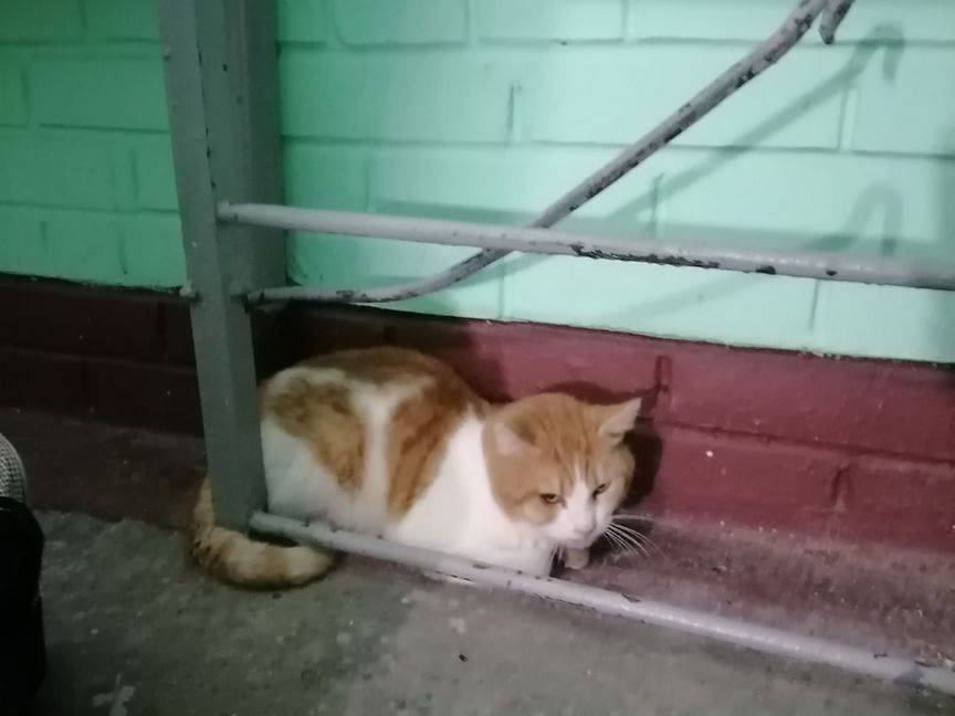 Кошки в добрые руки