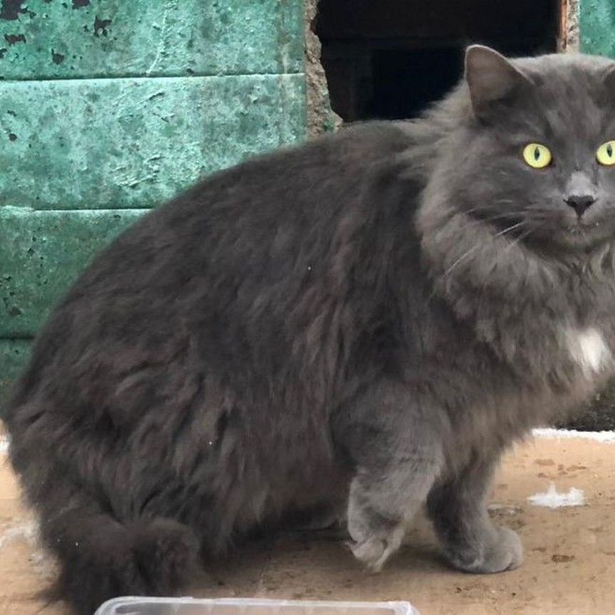 Вырос и стал ненужным кот в добрые руки