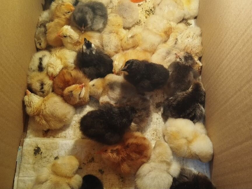 Продам цыплят