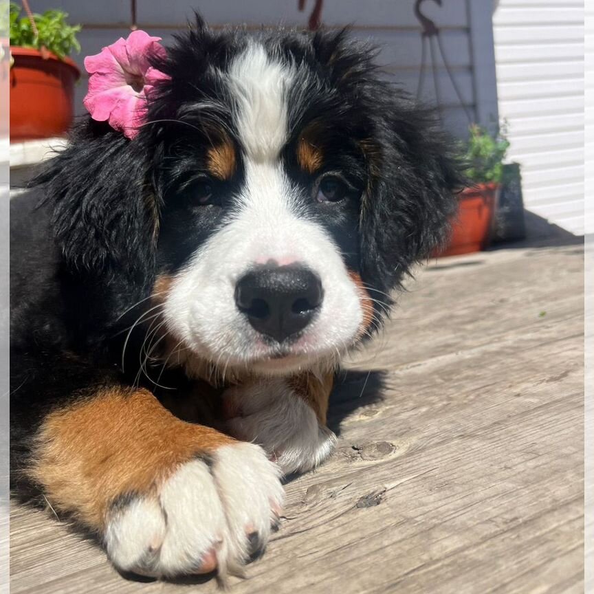 Бернский зенненхунд, щенок