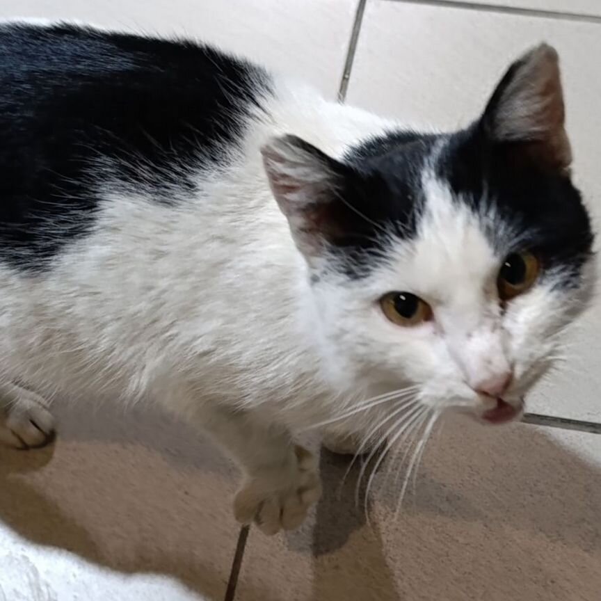 Взрослый кот в добрые руки