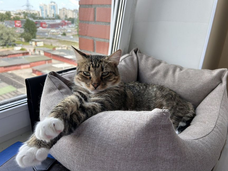 Кошки