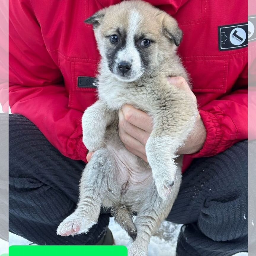 Щенок в добрые руки