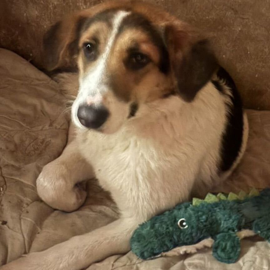 Щенок в добрые руки