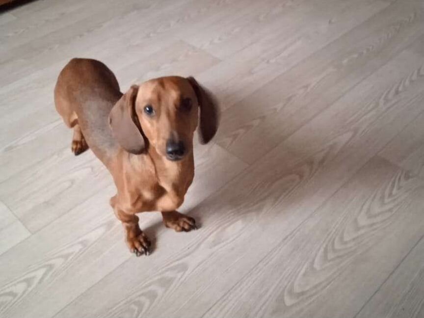 Собаки бесплатно такса