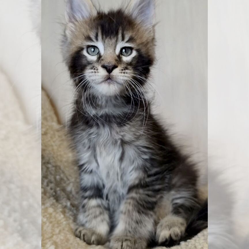 Мейн-кун котёнок