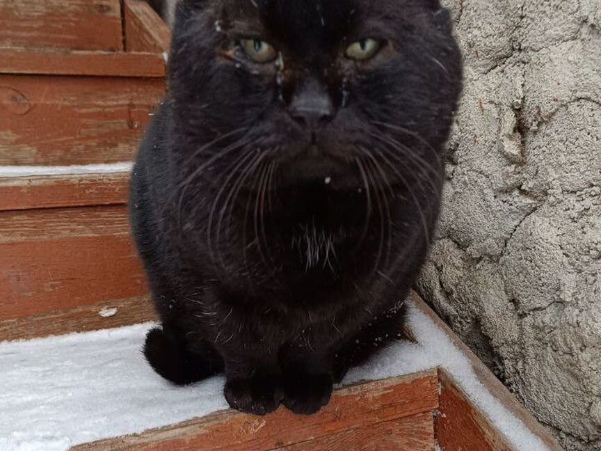 Кота бросили на даче