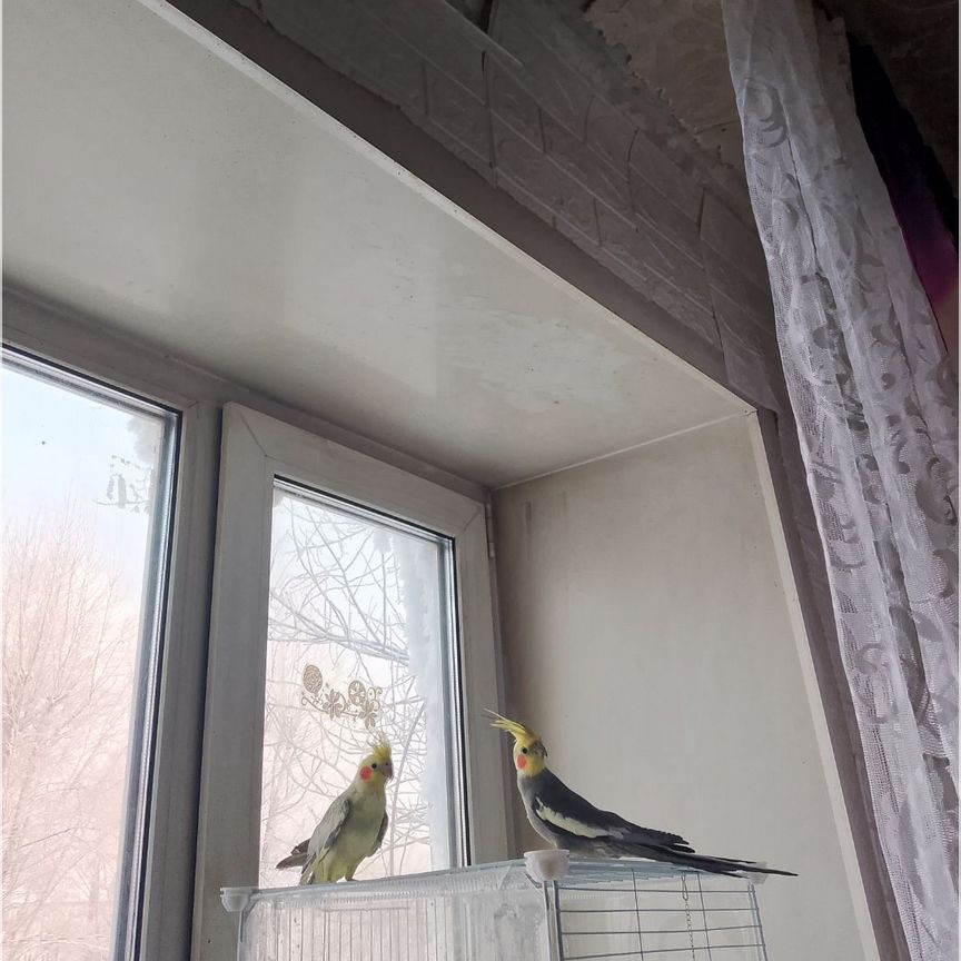 Попугай корелла с клеткой и всем необходимым