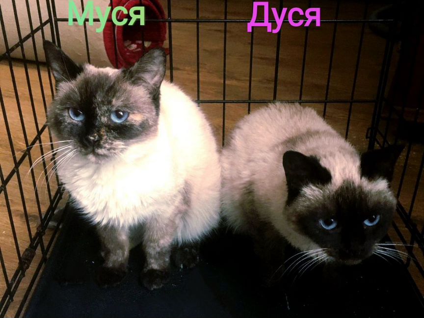 Брошенные сиамочки