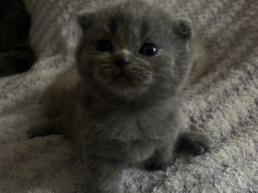 Шотландские котята