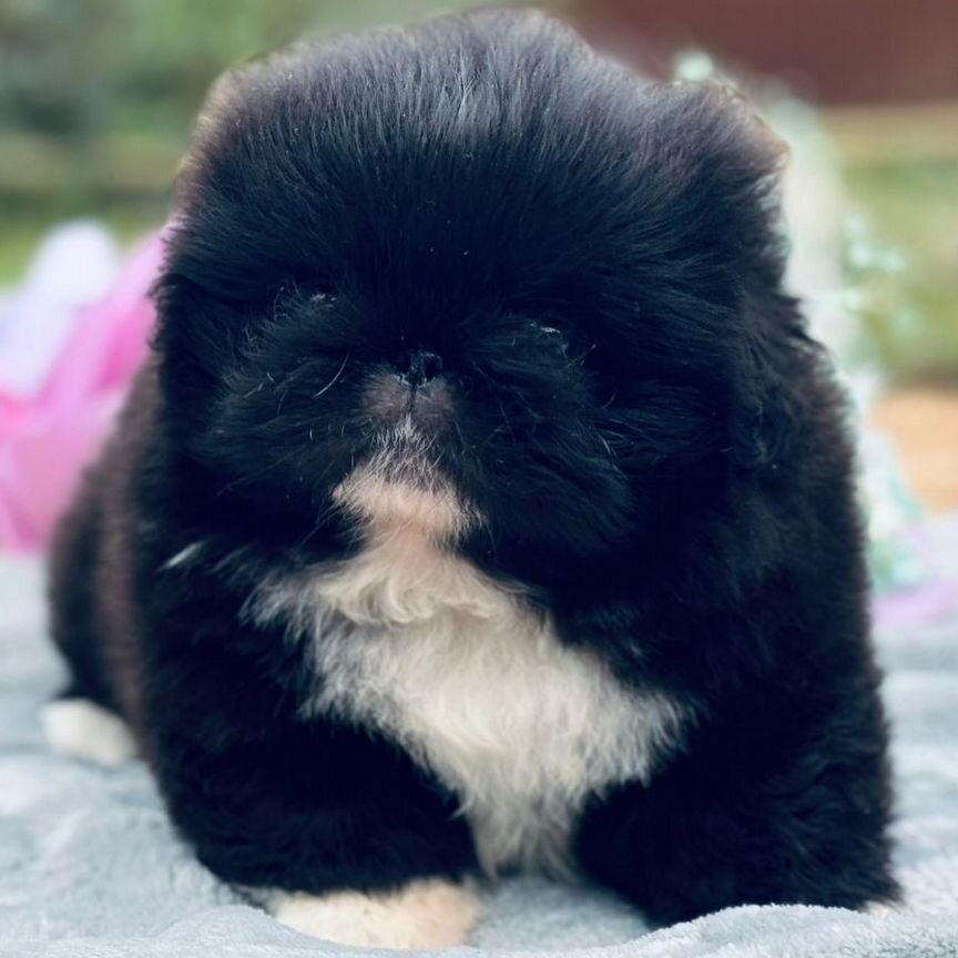 Черно- белый мальчик пекинес