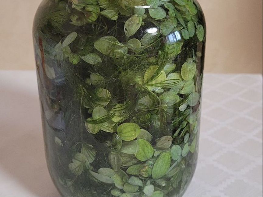 Роголистник и пистия