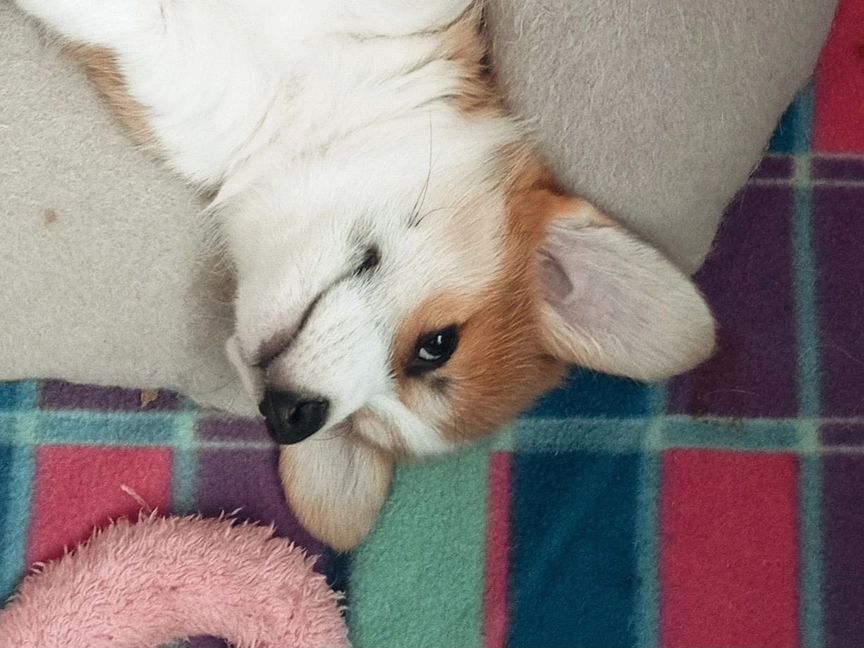 Малыш вельш-корги