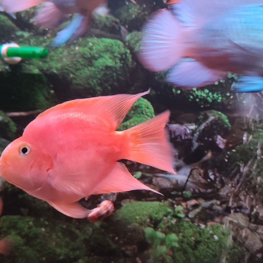 Аквариумные рыбки