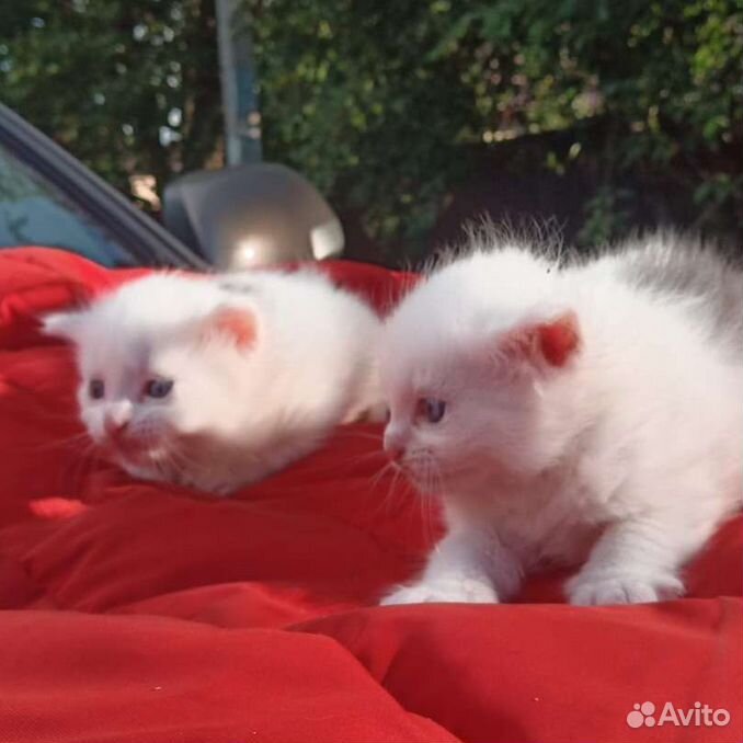 Белые котята крошки