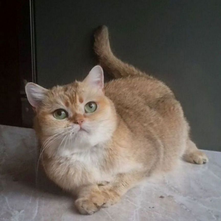 Девочка золотая шиншилла