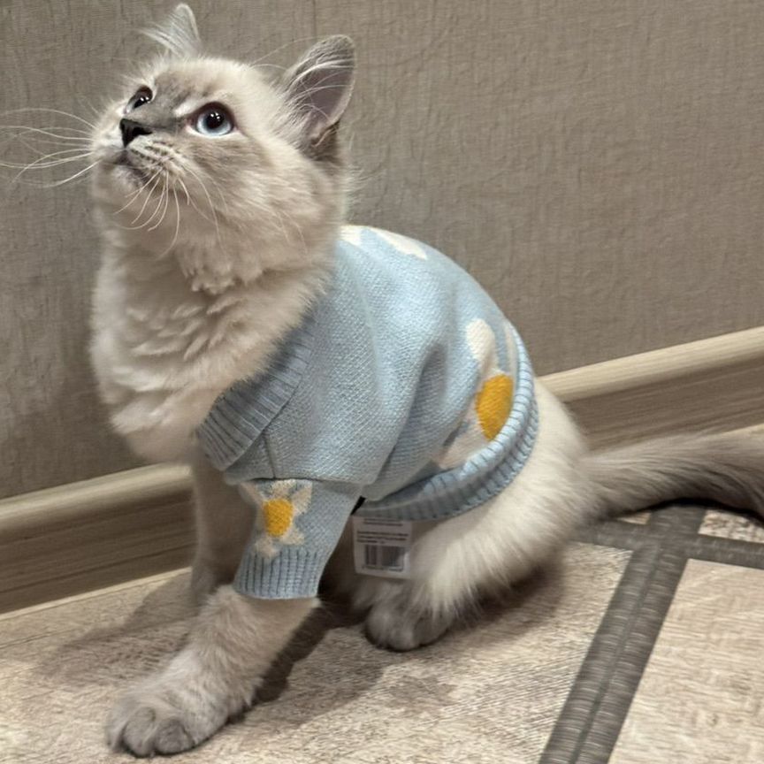 Свитер для животных XS голубой с ромашками