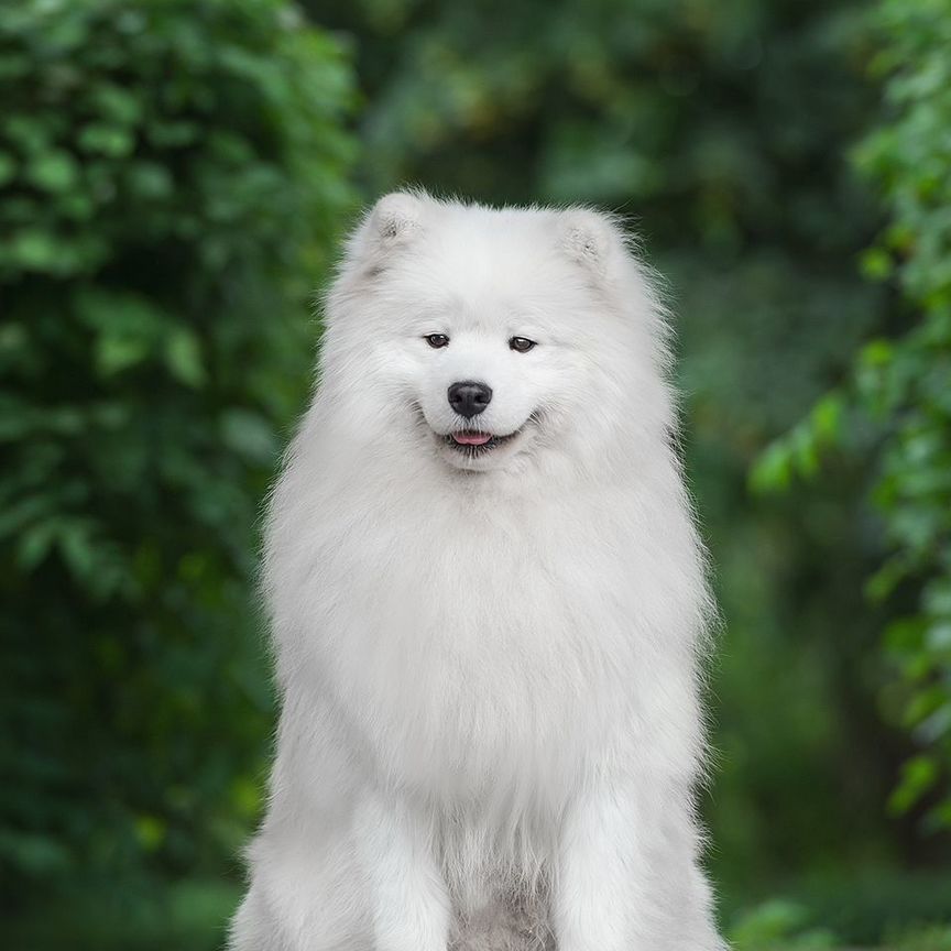 Самоедская собака