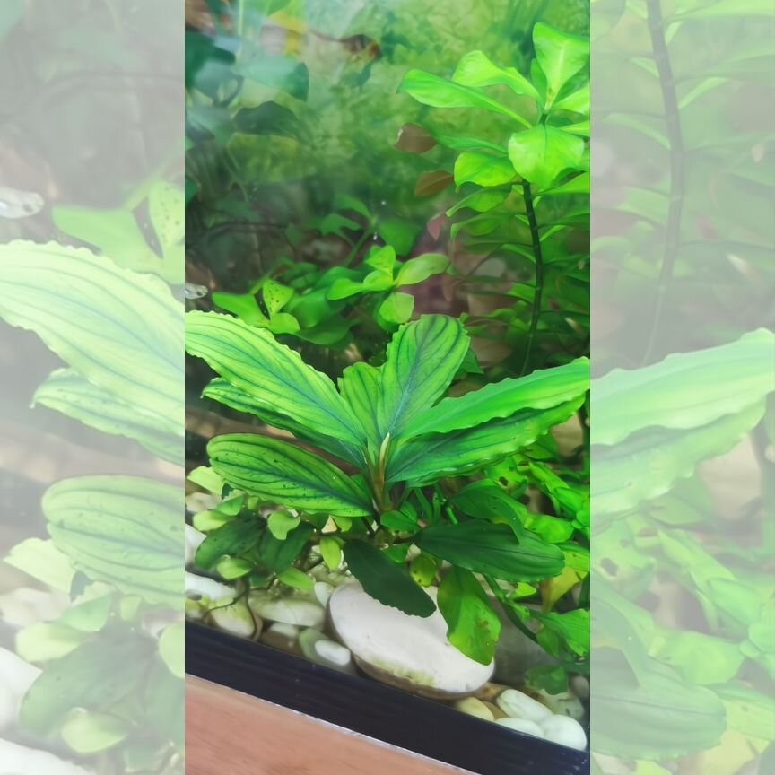 Аквариумное растение Буцефаландра