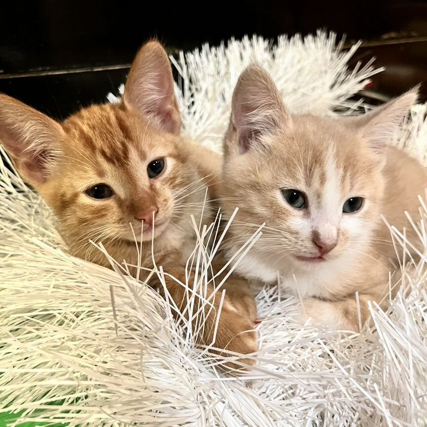 Котята в добые руки