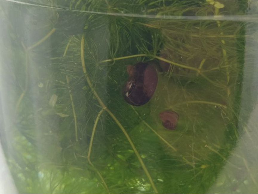 Растения/водоросли для аквариума