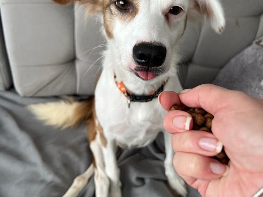 Особенная собачка спинальница в добрые руки