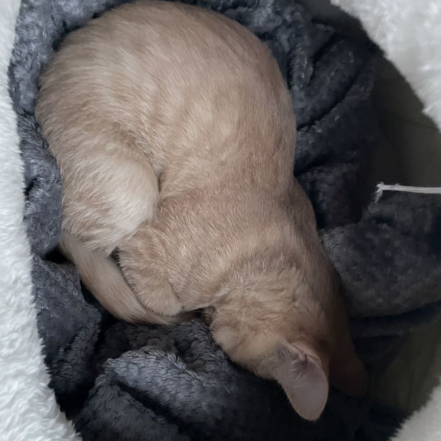 Котенок в добрые руки