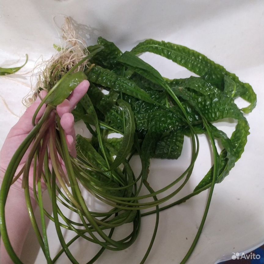 Аквариумные растения прополка