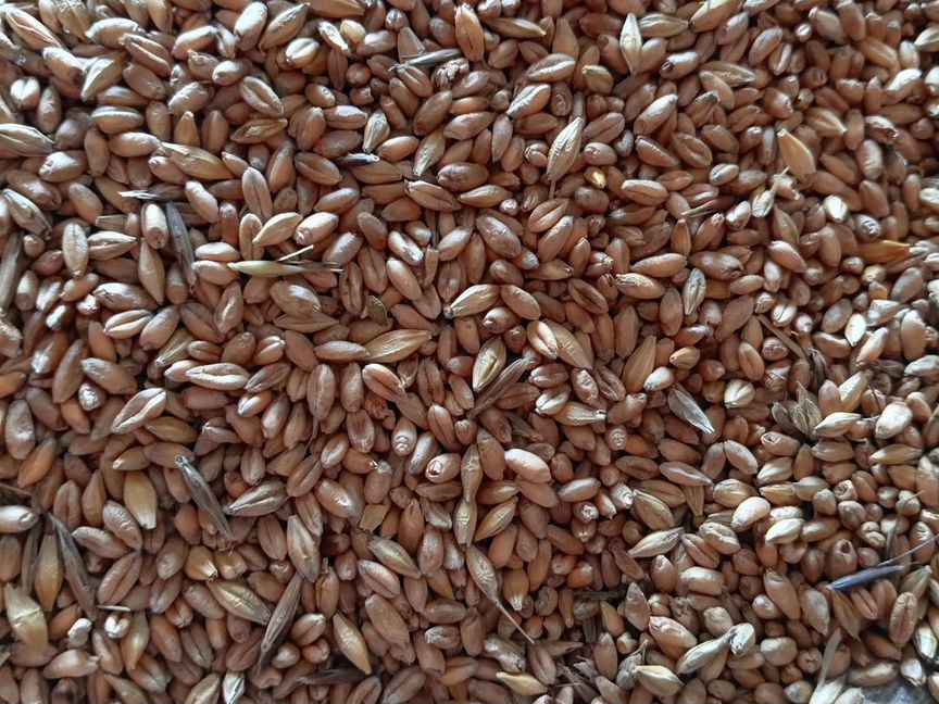 Пшеница фуражная